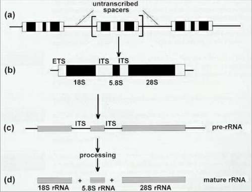 Genes, rrna; rRNA Genes