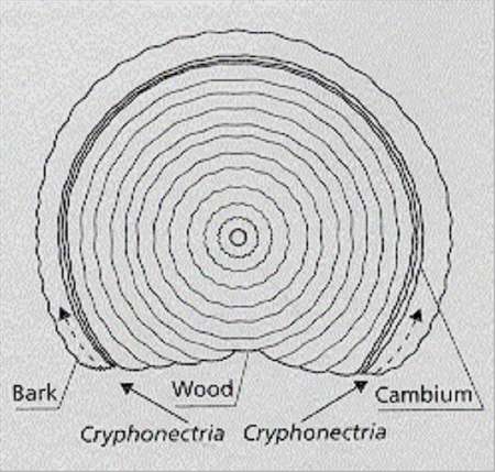 Fig 9.13 Recorded spread of chestnut blight caused by Cryphonectria ...