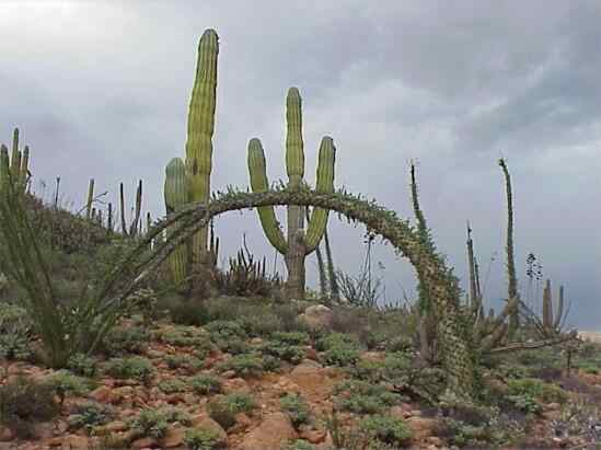 Go to Boojum Tree main page?