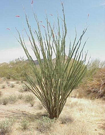 OCOTILLO 1